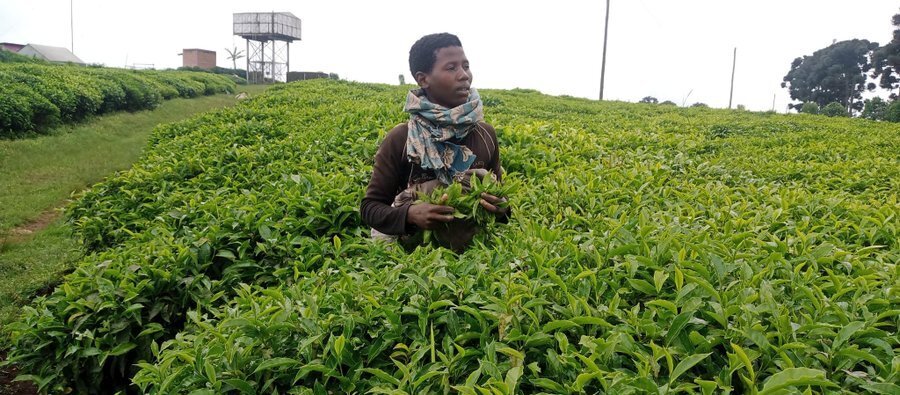 Tea Farmers in Kayanza Uproot 55 Hectares of Tea Fields Over Delayed ...